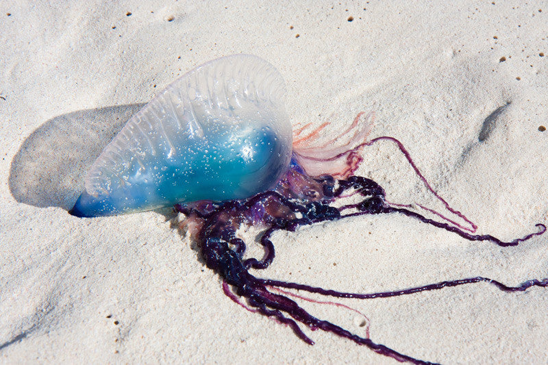 13 Deadliest Beach Creatures